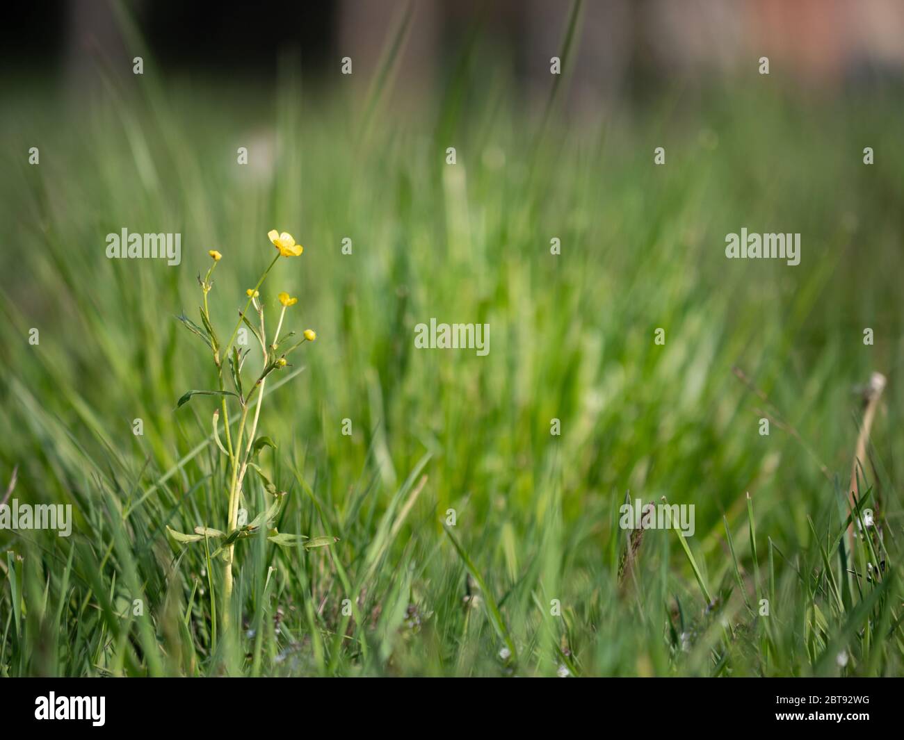 Yellow wildflower buttercup marsh with blurry background. Green ...