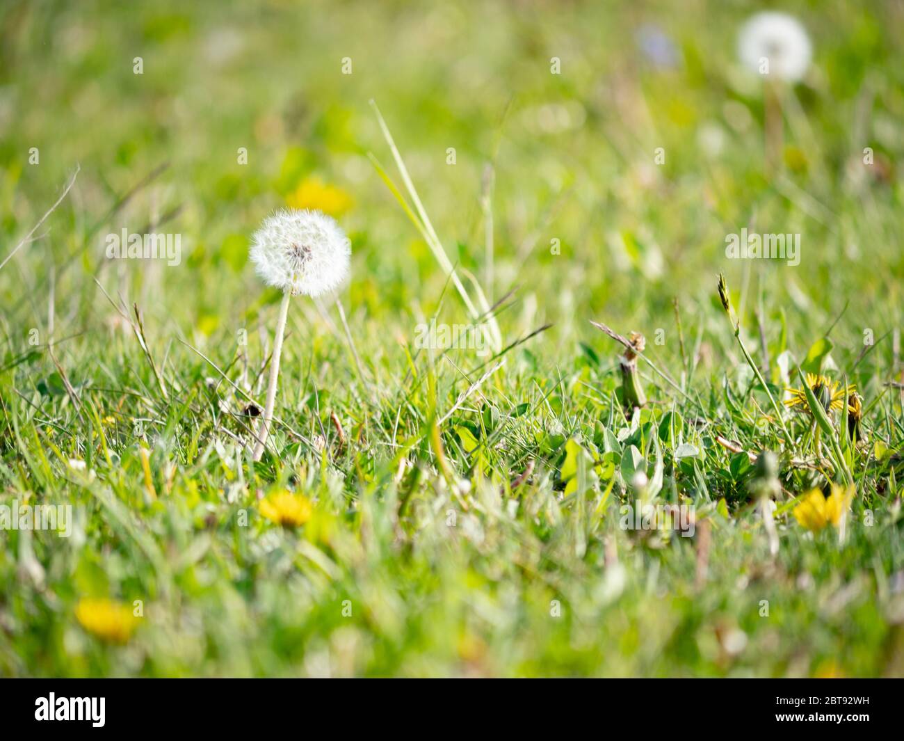 Sphere of dandelion with white head in meadow among green grass swaying ...