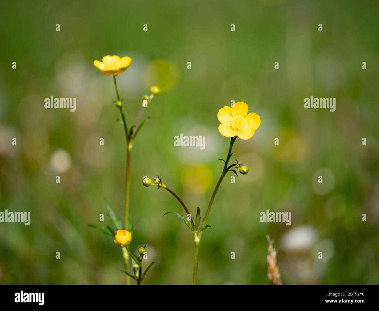 Gentle blossoms yellow wild buttercups hi-res stock photography and ...