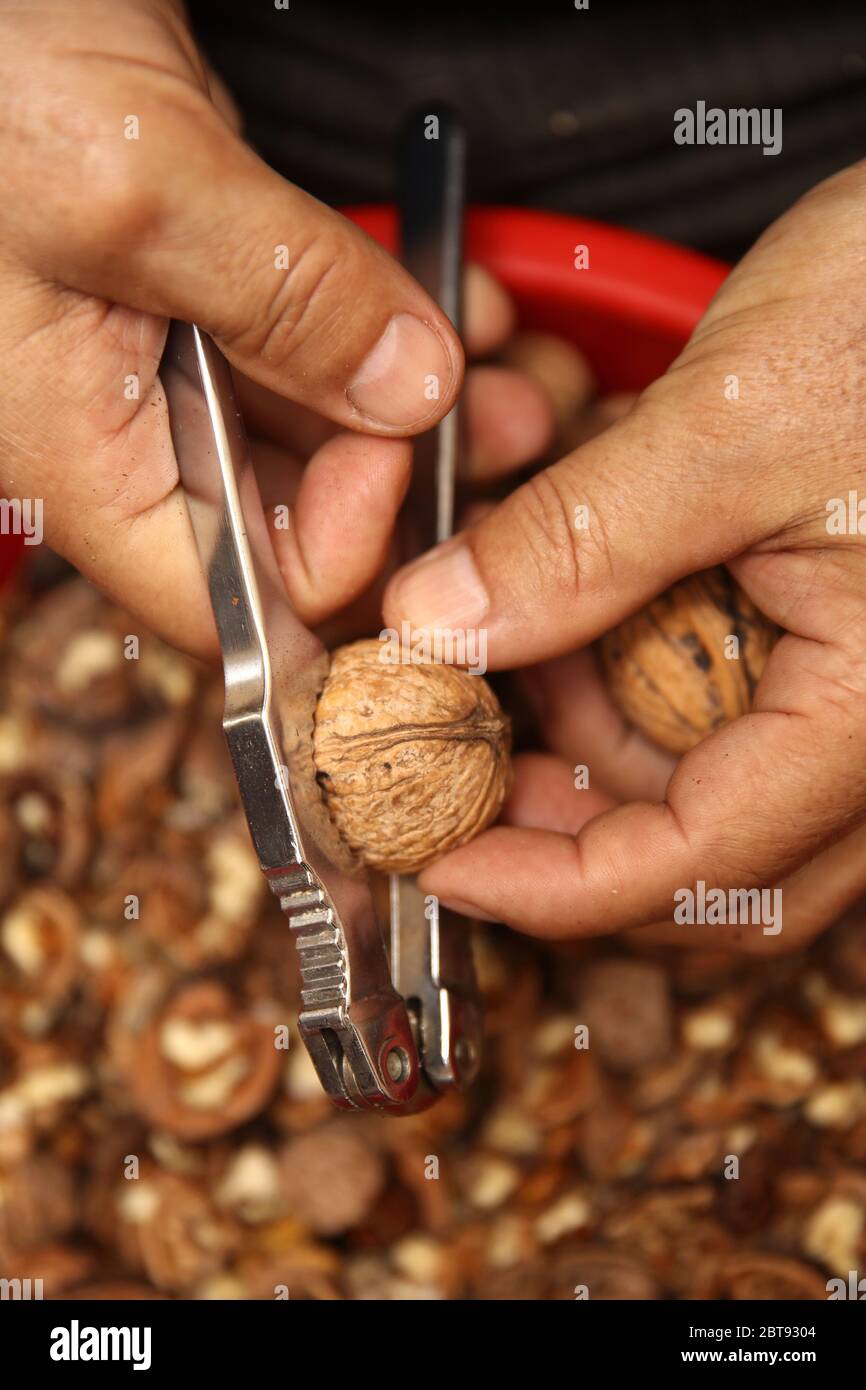 Closeup of man cracking walnuts with metal nutcracker in the hand Stock ...