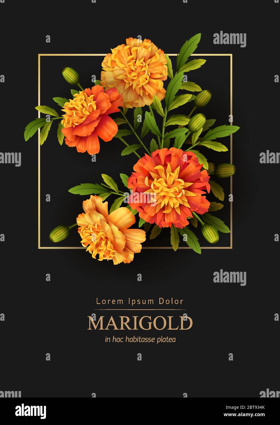 Marigold flower calendula black background Stock Vector Images - Alamy