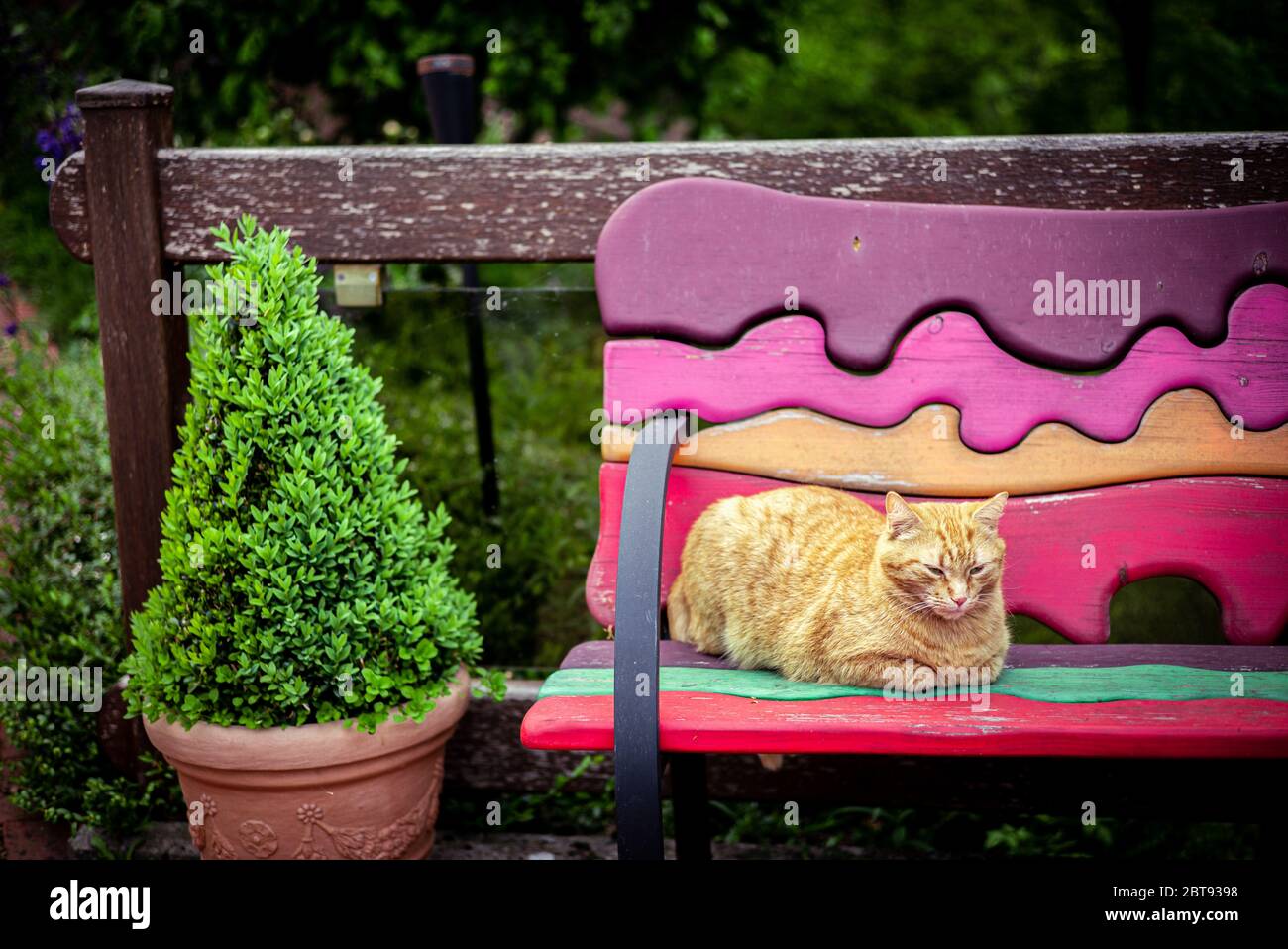 Orange cat relaxing in summer garden Stock Photo - Alamy
