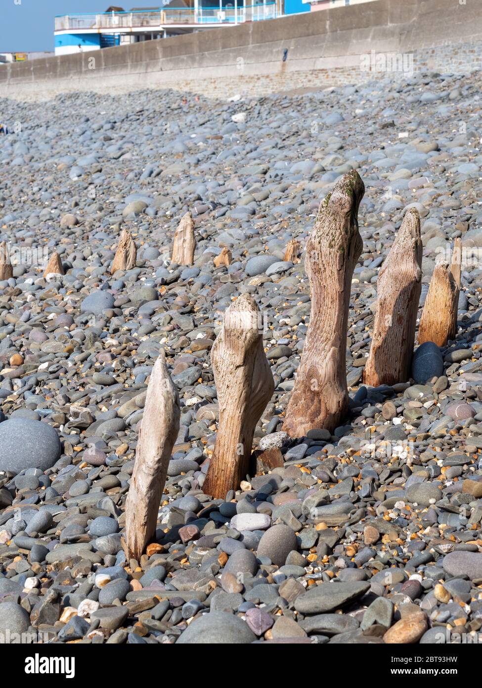 Weathered wooden poles, groynes on pebble ridge beach at Westward Ho ...
