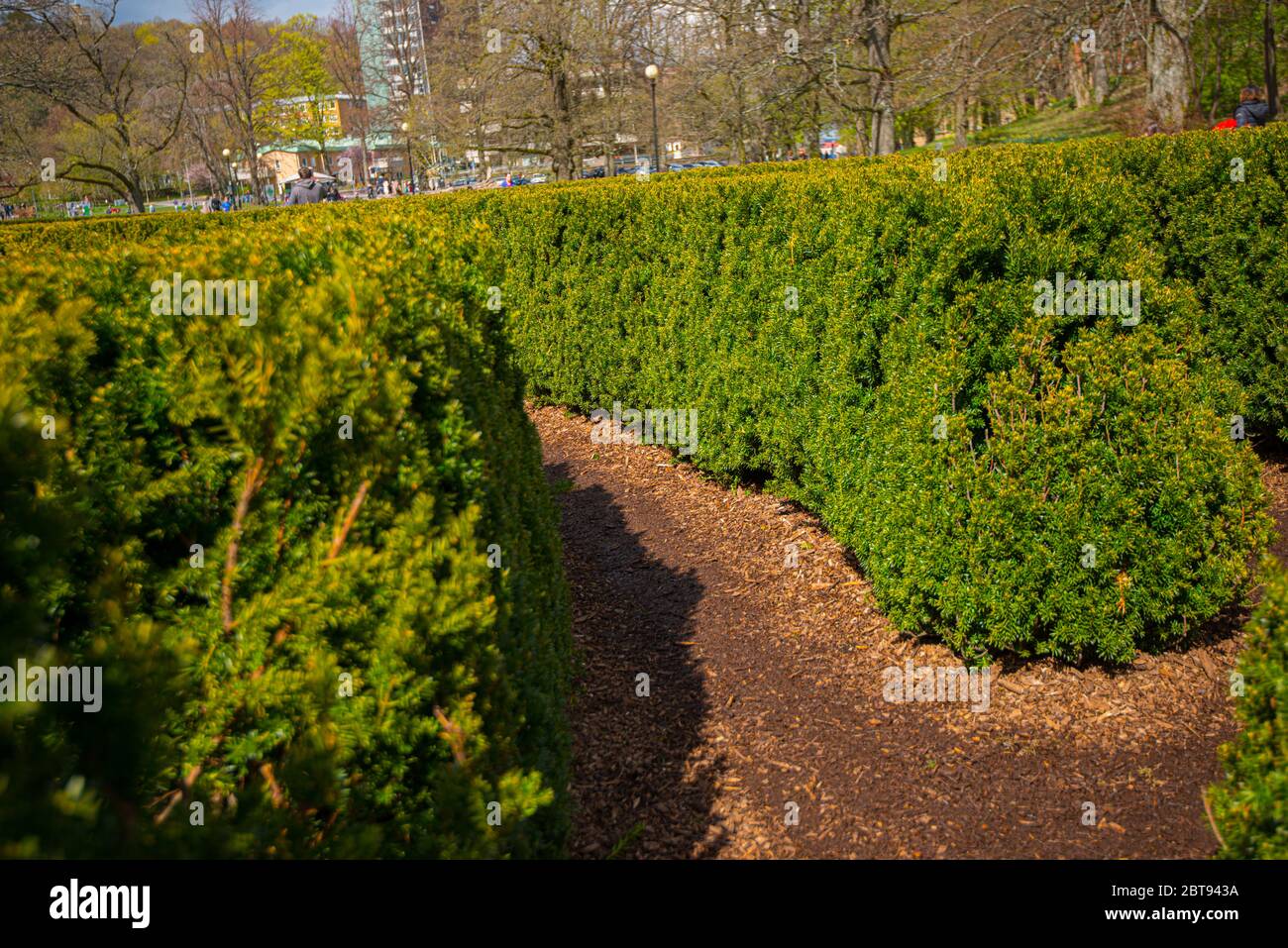 Boxwood Maze High Resolution Stock Photography and Images - Alamy