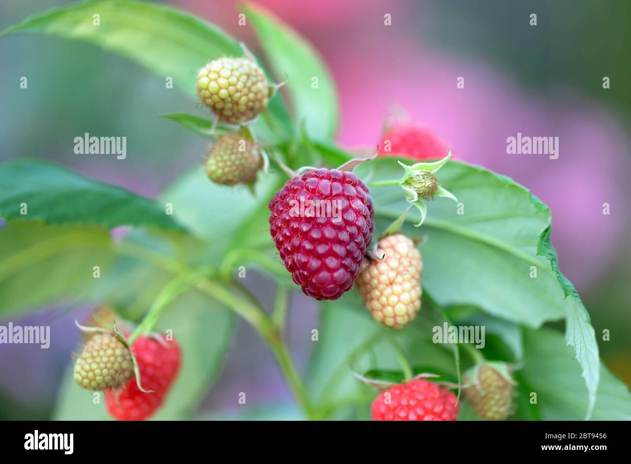 Raspberry plant uk hi-res stock photography and images - Alamy