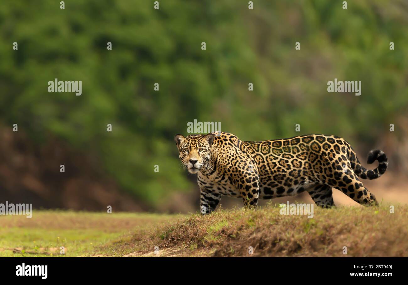 Jaguar stalking isolated hi-res stock photography and images - Alamy