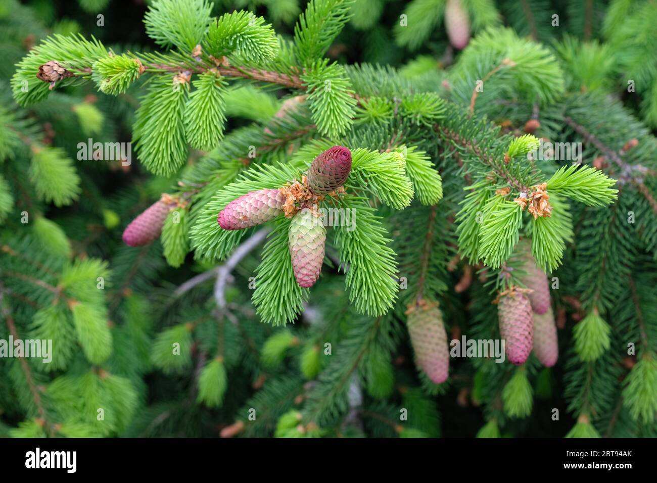 Young beautiful pink fir cones on a branch closeup in spring in a city ...