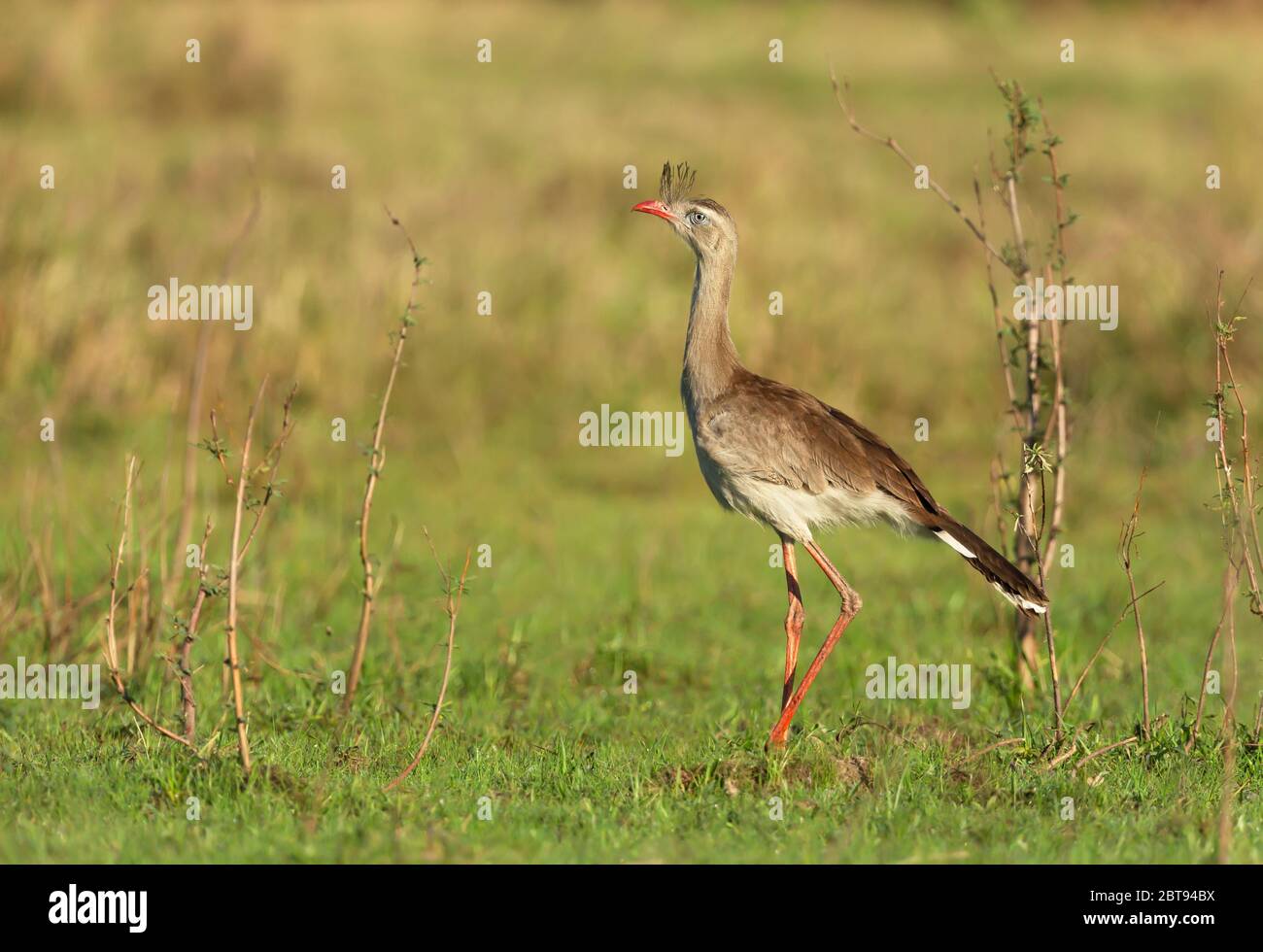 Close up of a Red legged seriema standing in a grass field, Pantanal ...