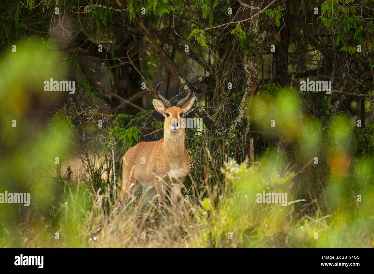 Redunca redunca bohor hi-res stock photography and images - Alamy
