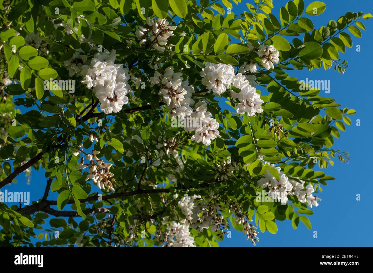 cream white flowers and compound leaves of a black locust tree Stock ...