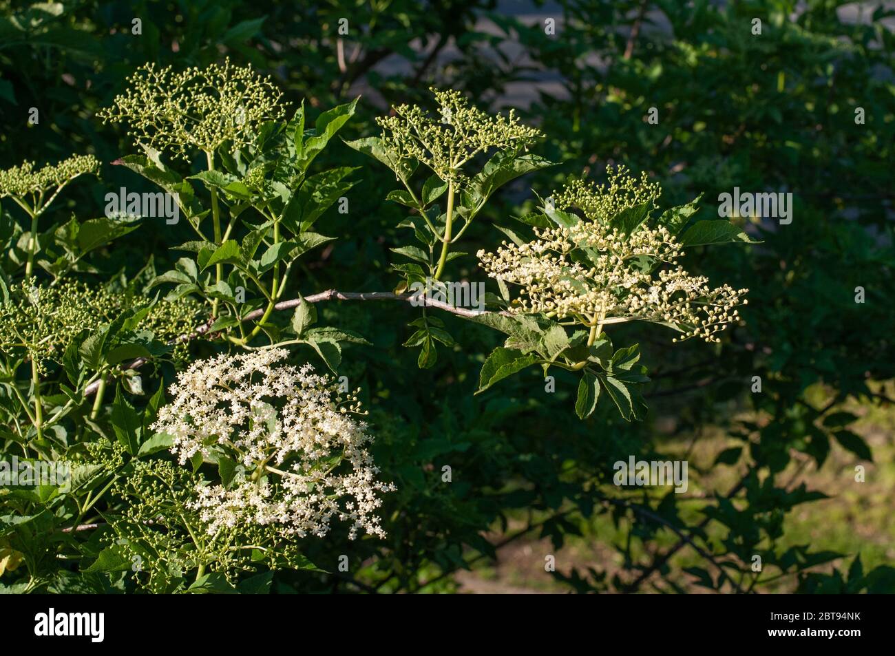 Elder tree twigs hi-res stock photography and images - Alamy