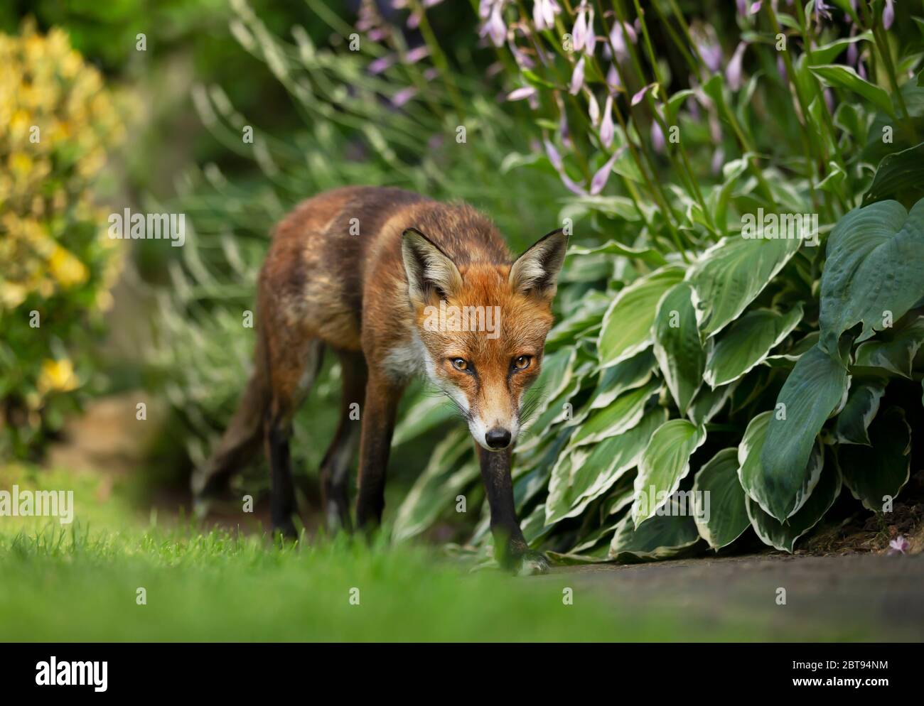Red fox vulpes vulpes urban mammal hi-res stock photography and images ...
