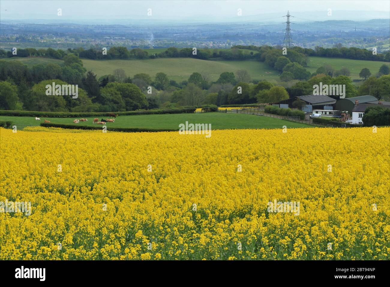 Rape seed field, Romsley, Worcestershire Stock Photo - Alamy