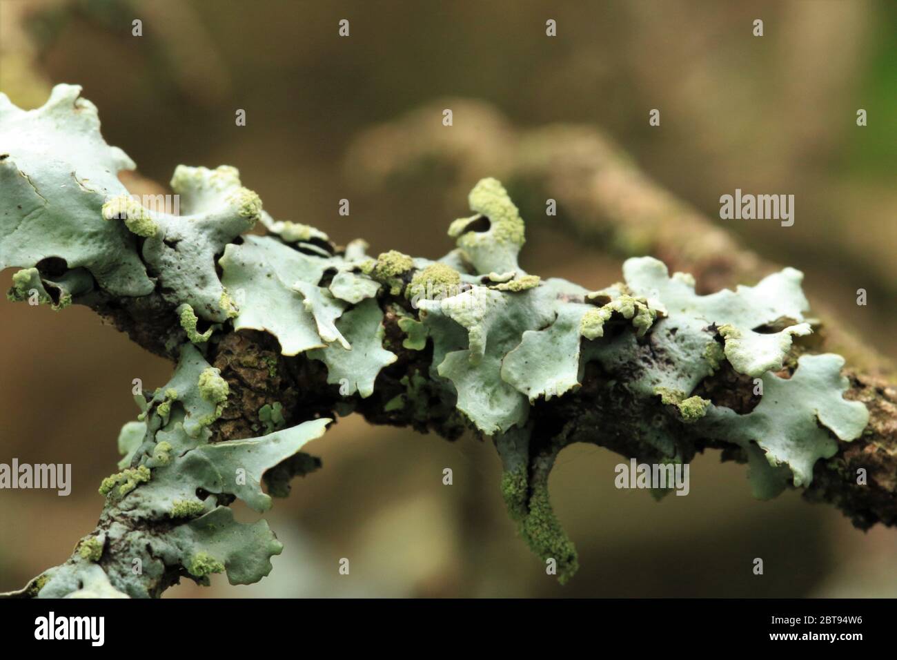 Physcia lichen hi-res stock photography and images - Alamy
