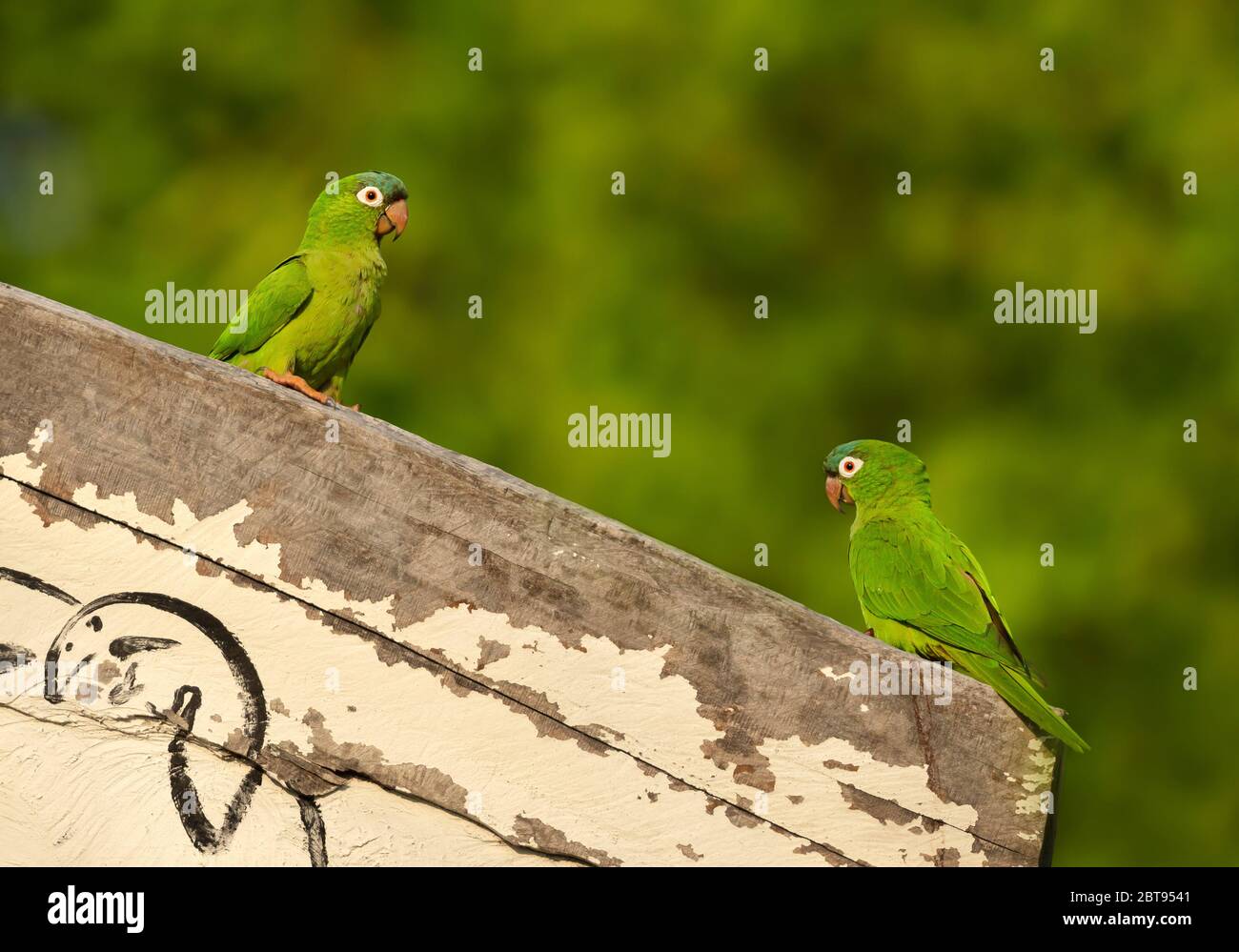 Parakeet isolated hi-res stock photography and images - Alamy