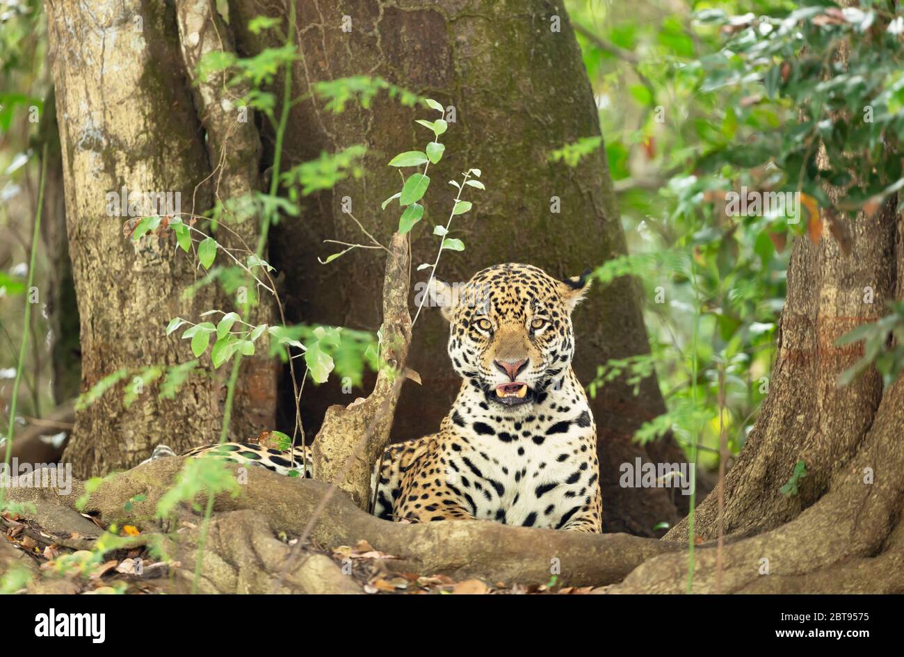 Close up of a Jaguar lying by a tree on a river bank, Pantanal, Brazil ...
