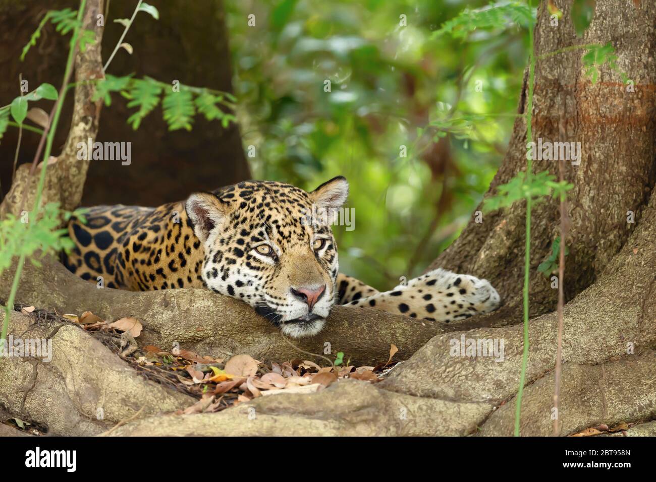 Close up of a Jaguar lying by a tree roots on a river bank, Pantanal ...