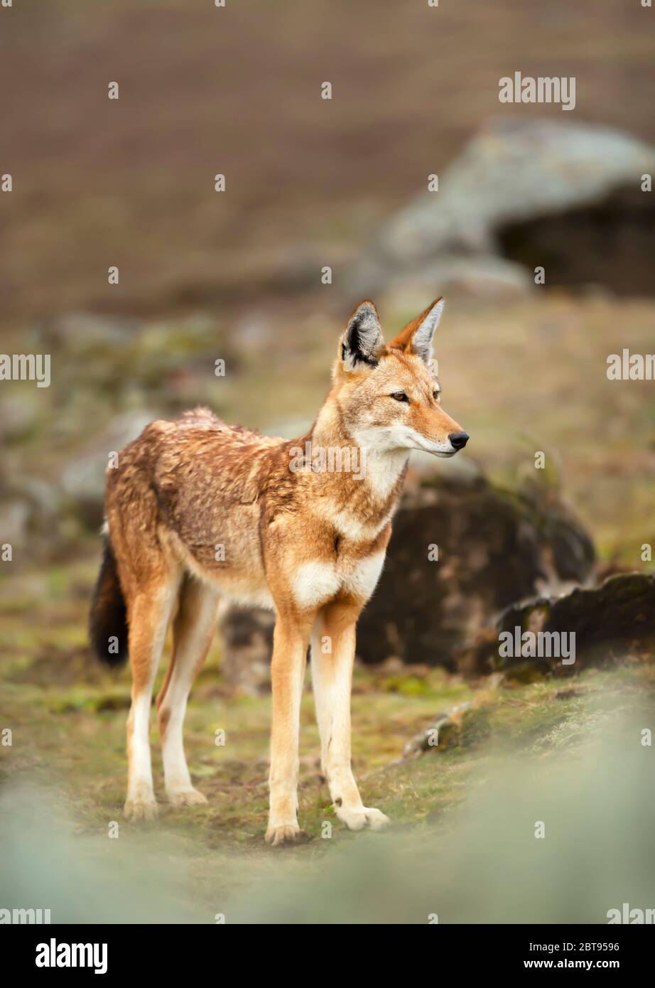 Close up of a rare and endangered Ethiopian wolf (Canis simensis) in ...