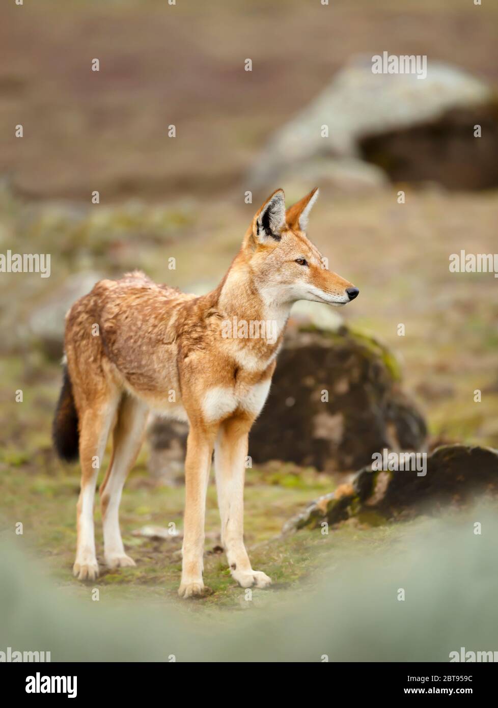 Close up of a rare and endangered Ethiopian wolf (Canis simensis) in ...