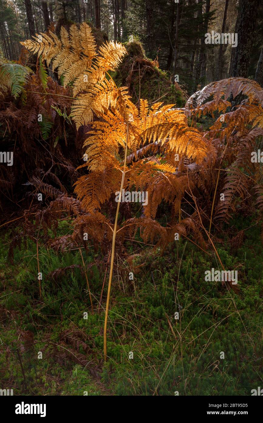 Back lit Ferns, Highlands, Scotland Stock Photo - Alamy