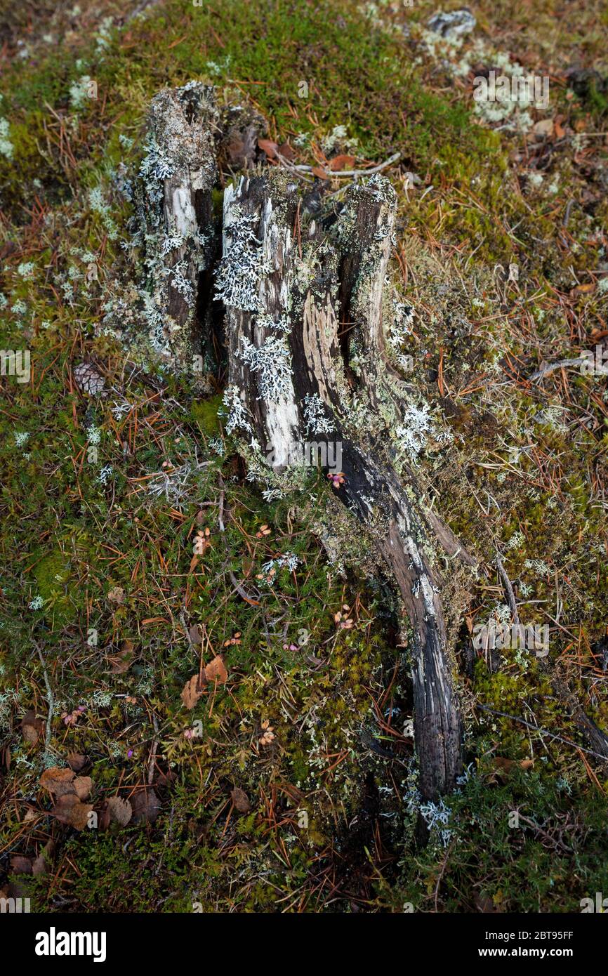 Tree stumps and Lichen, Highlands, Scotland Stock Photo - Alamy