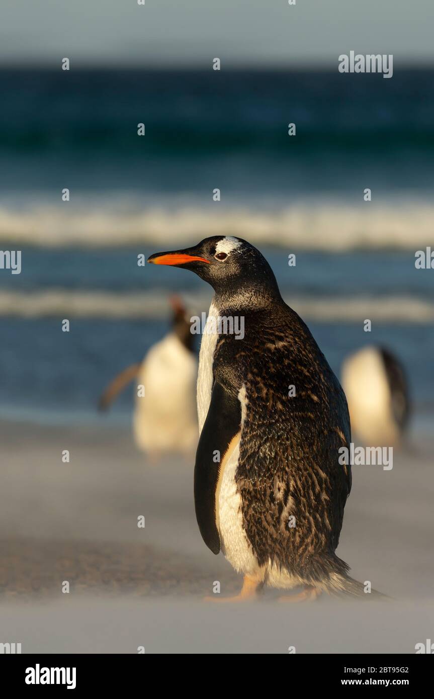 Gentoo Penguin Wind Storm Sand Storm Windy High Resolution Stock ...