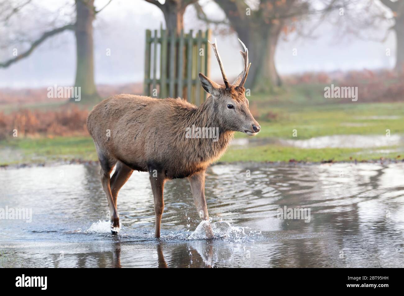 Stream crossing hi-res stock photography and images - Alamy