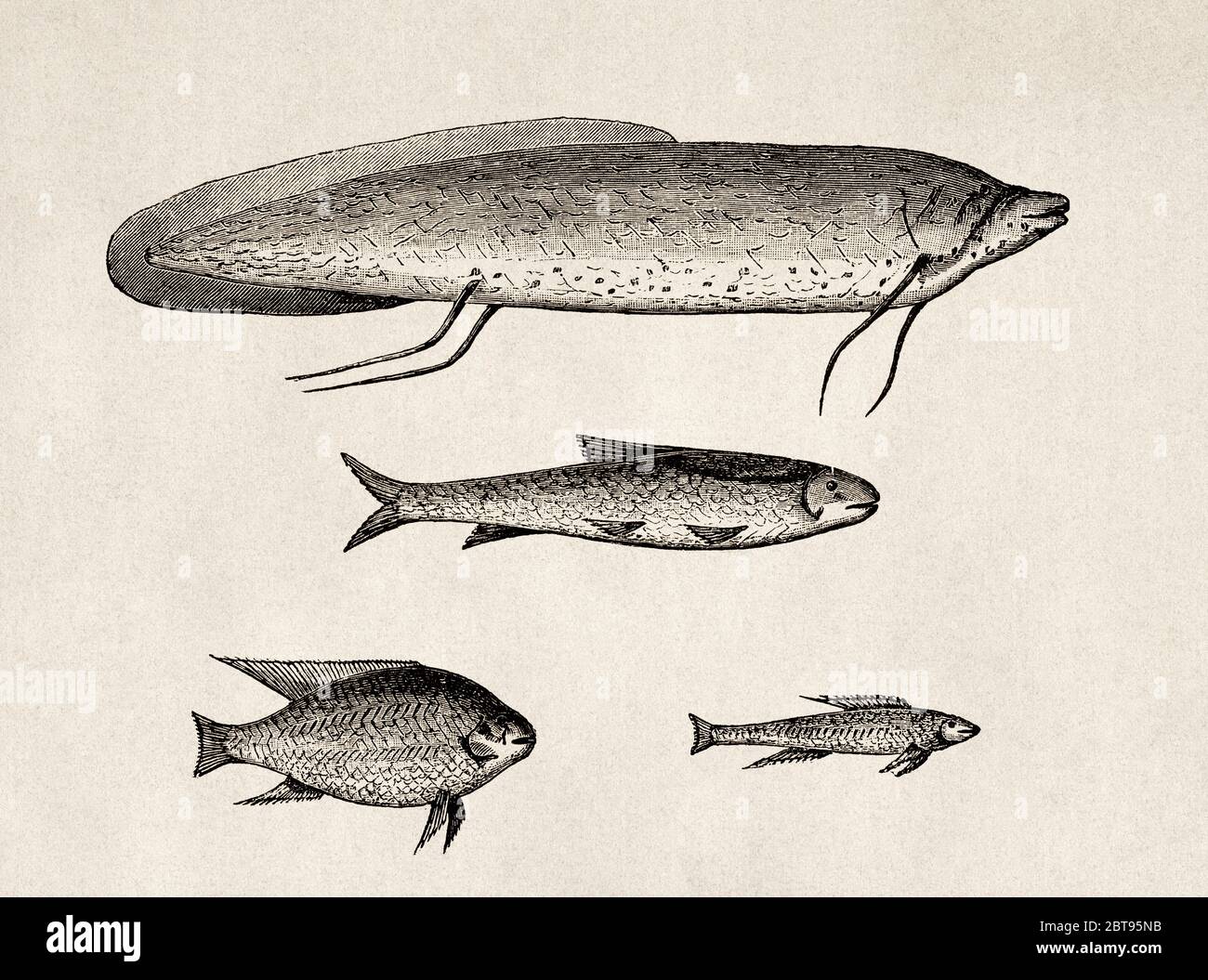 Different species of fish that inhabit the Tanganyika lake in Tanzania ...