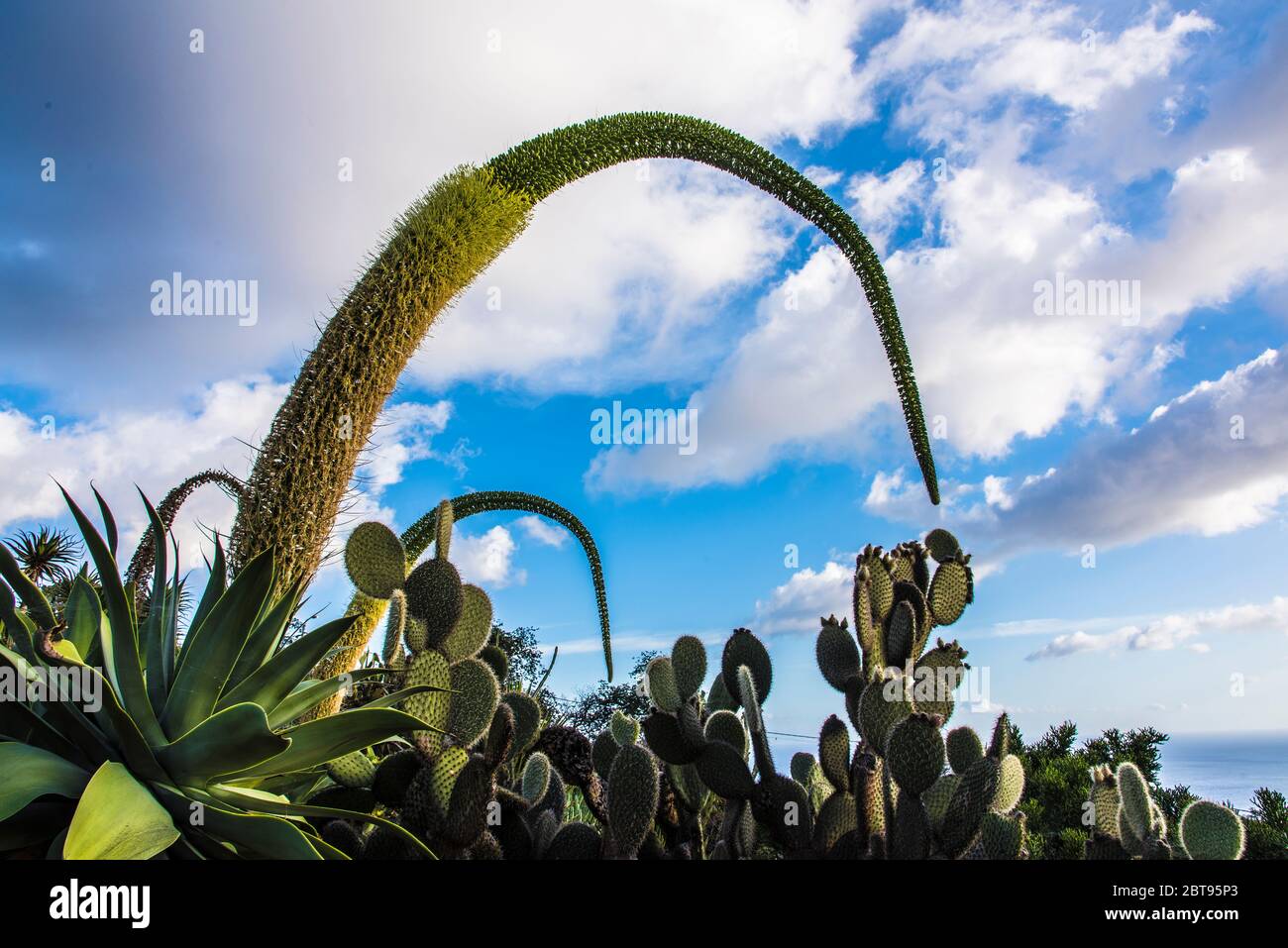 Great variety of plants in the botanical garden of Madeira Stock Photo ...