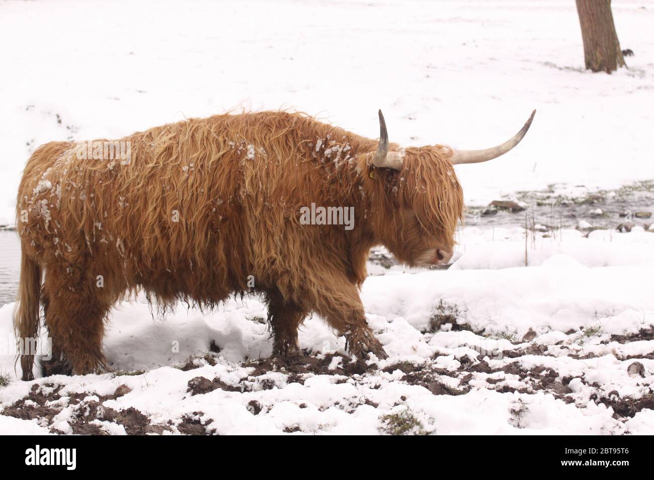 Cattle in snow hi-res stock photography and images - Alamy