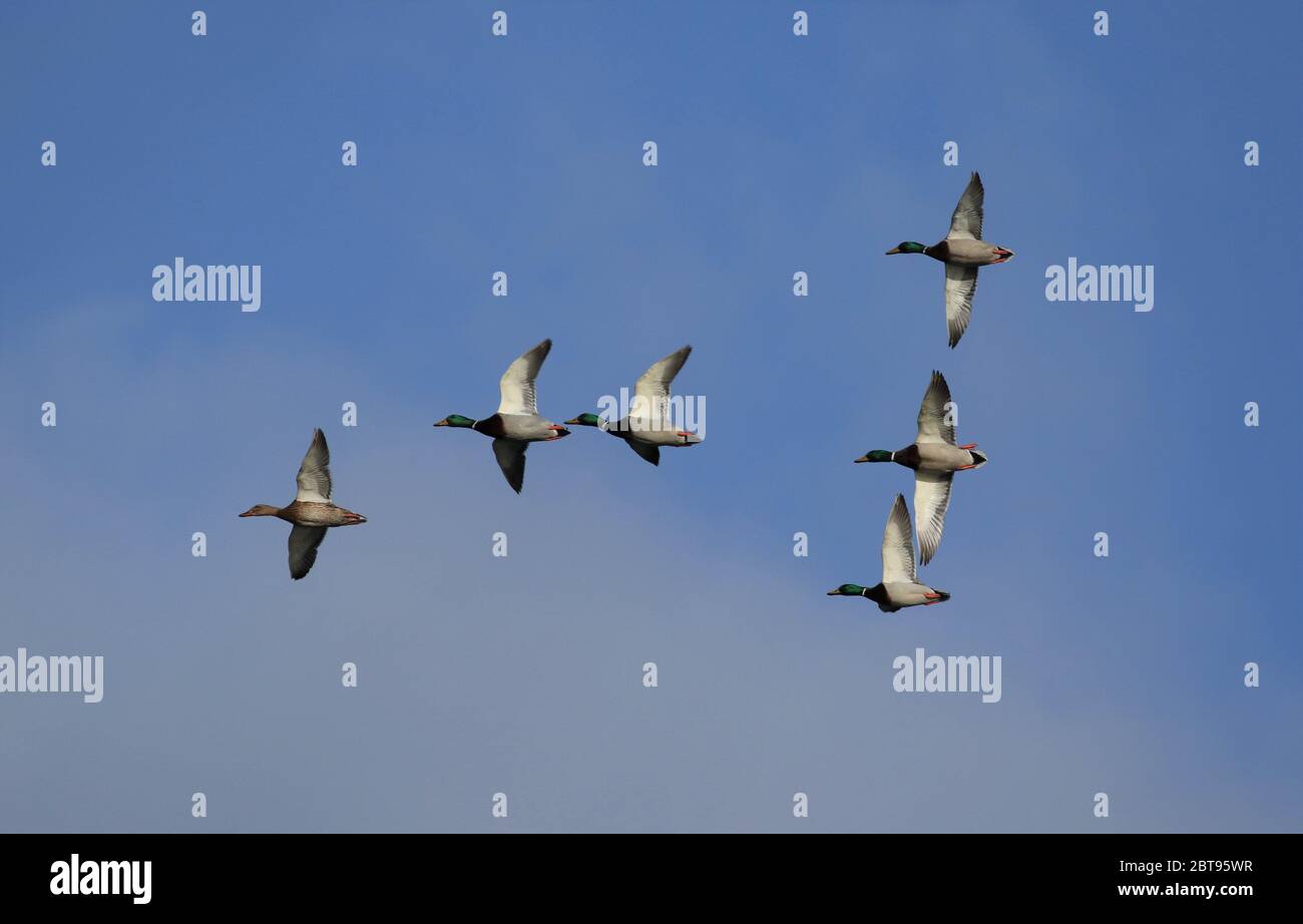 Mallards in flight hi-res stock photography and images - Alamy