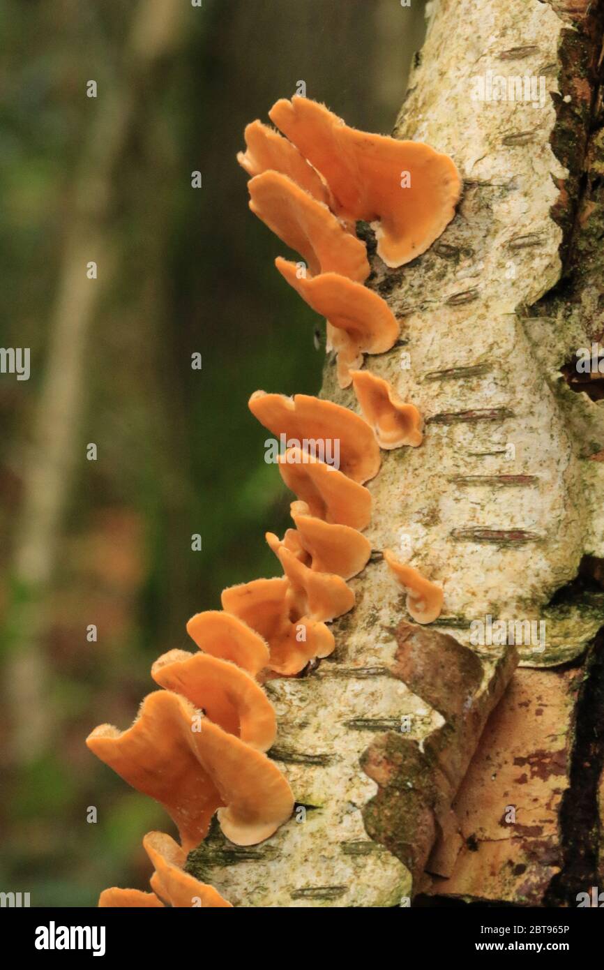 Silver ear fungus hi-res stock photography and images - Alamy