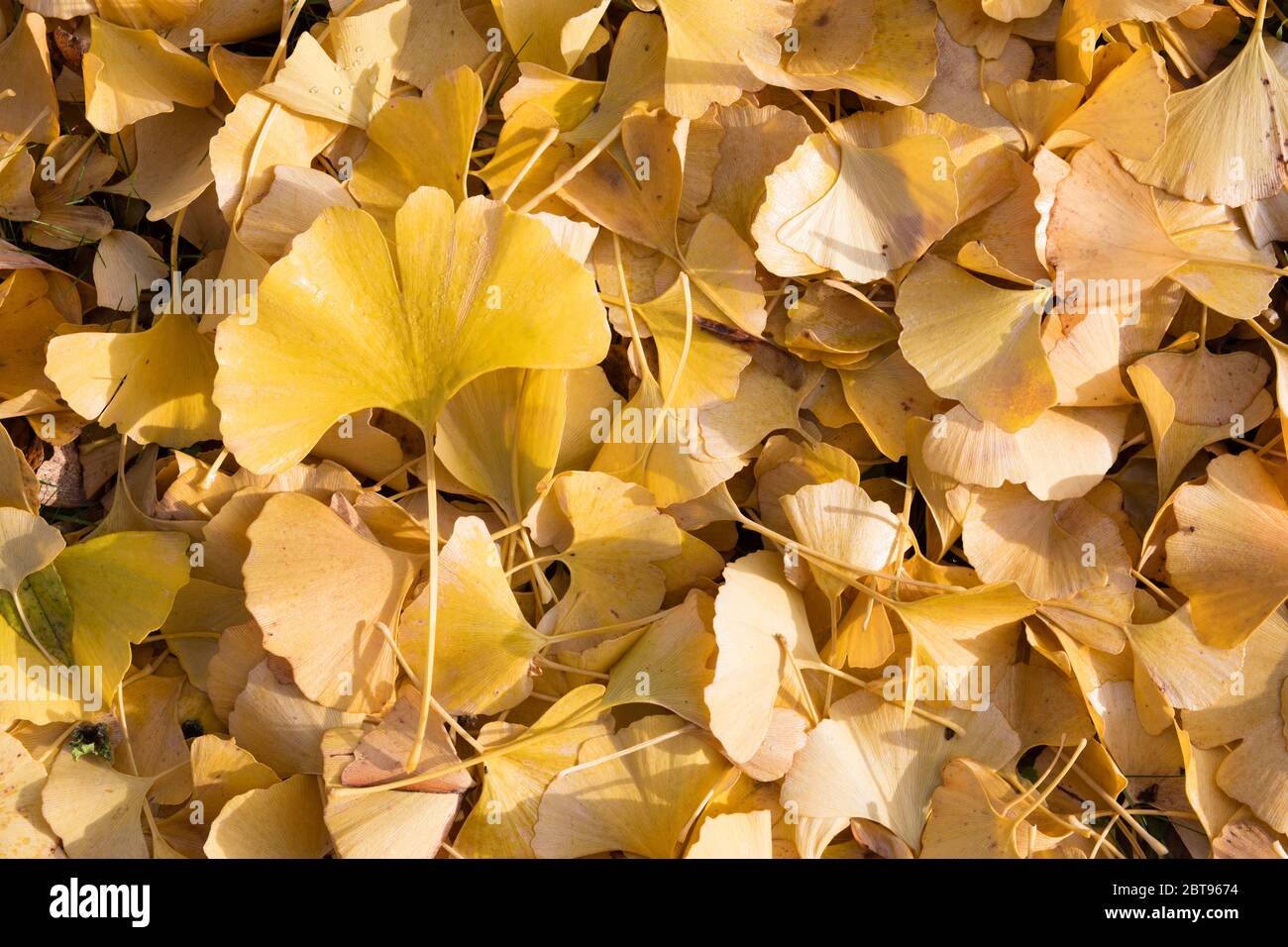 Gingko leaf hi-res stock photography and images - Alamy