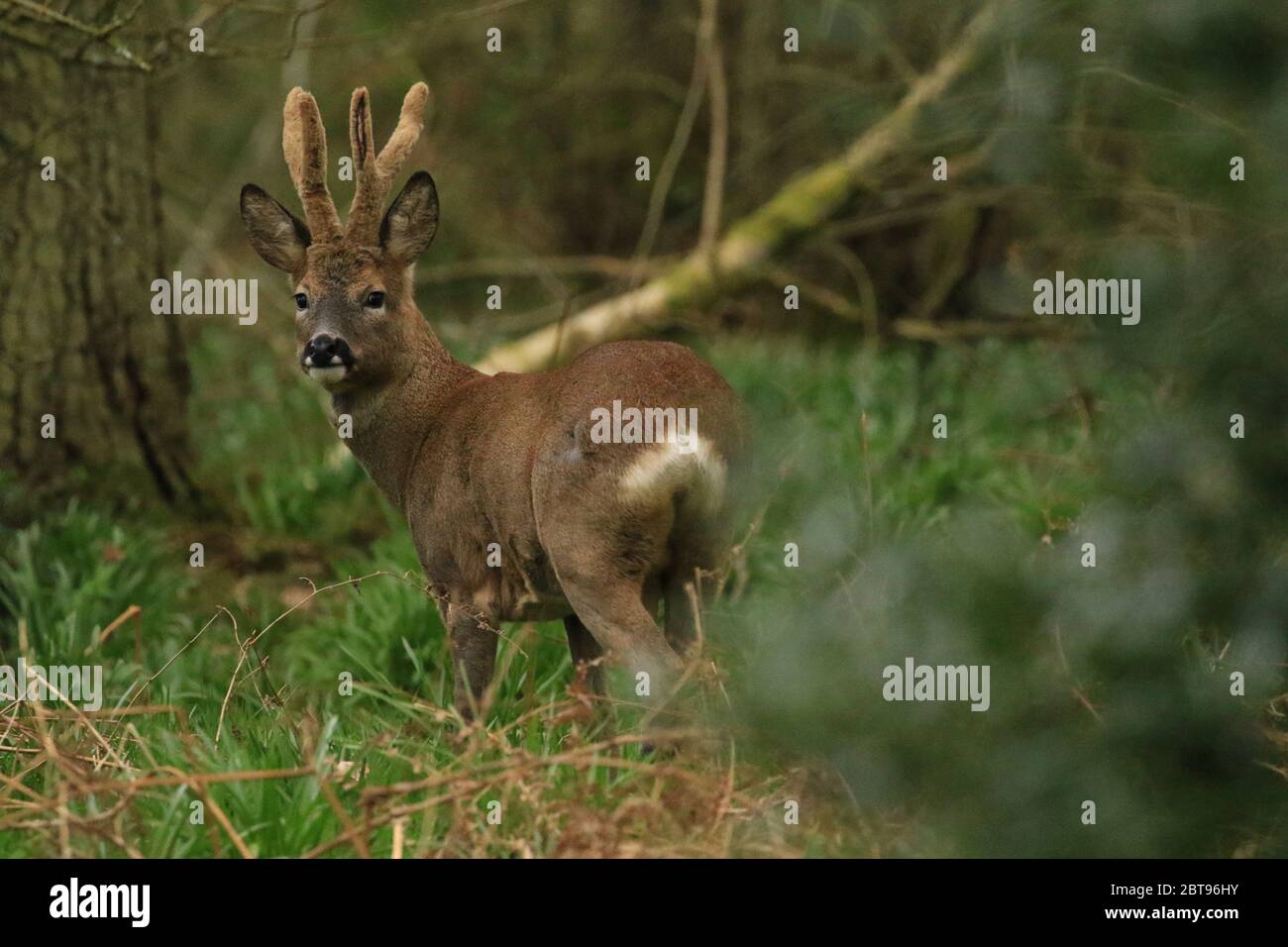 Buck Roe Deer, Beacon Wood, Bromsgrove Stock Photo - Alamy
