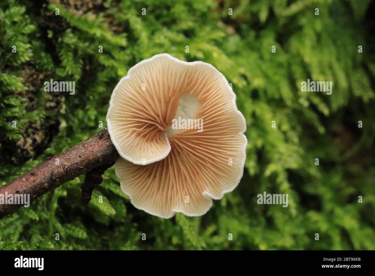 Cream brown fungi hi-res stock photography and images - Alamy