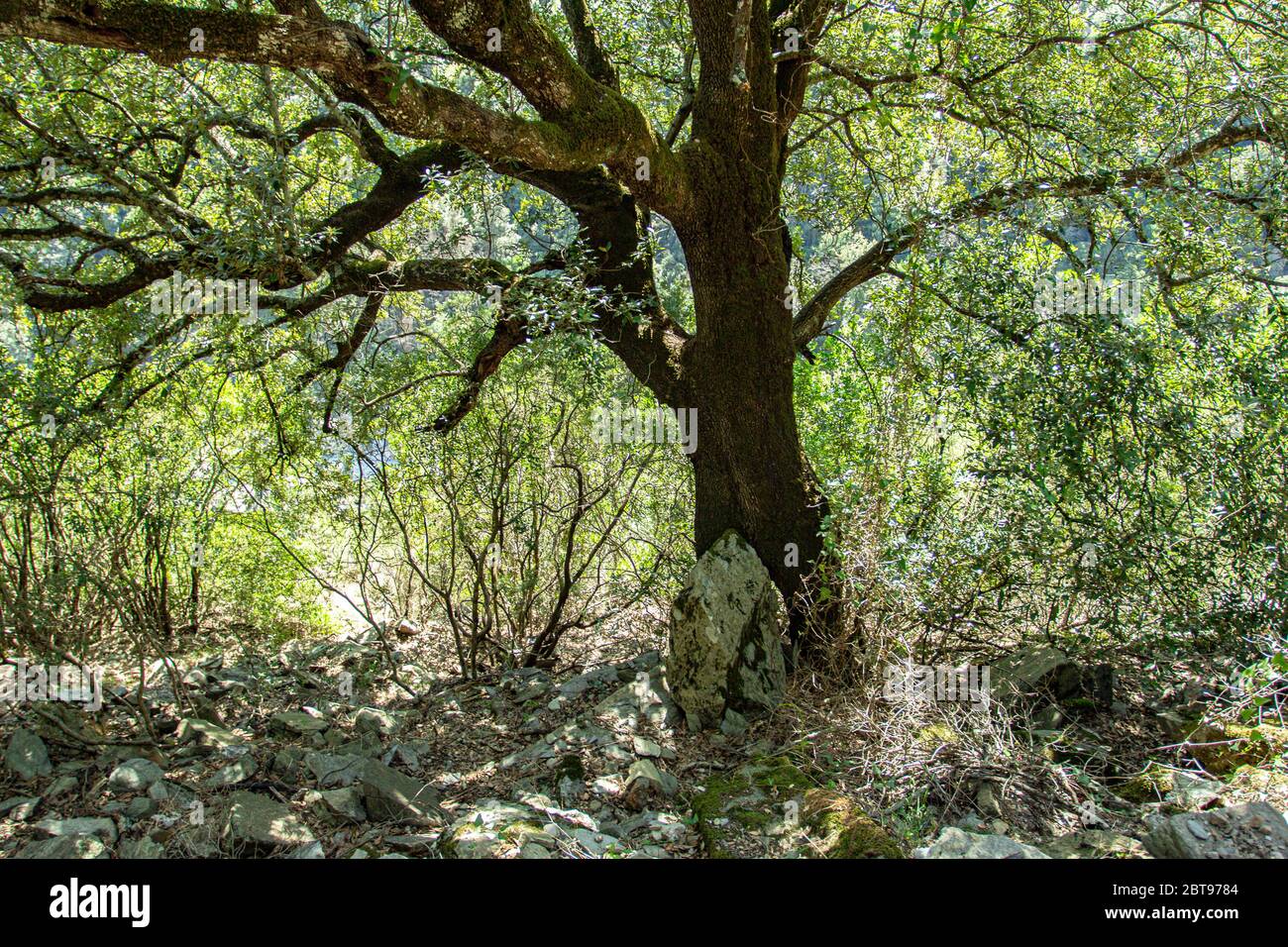 Secular tree in Sardinia 4 Stock Photo - Alamy