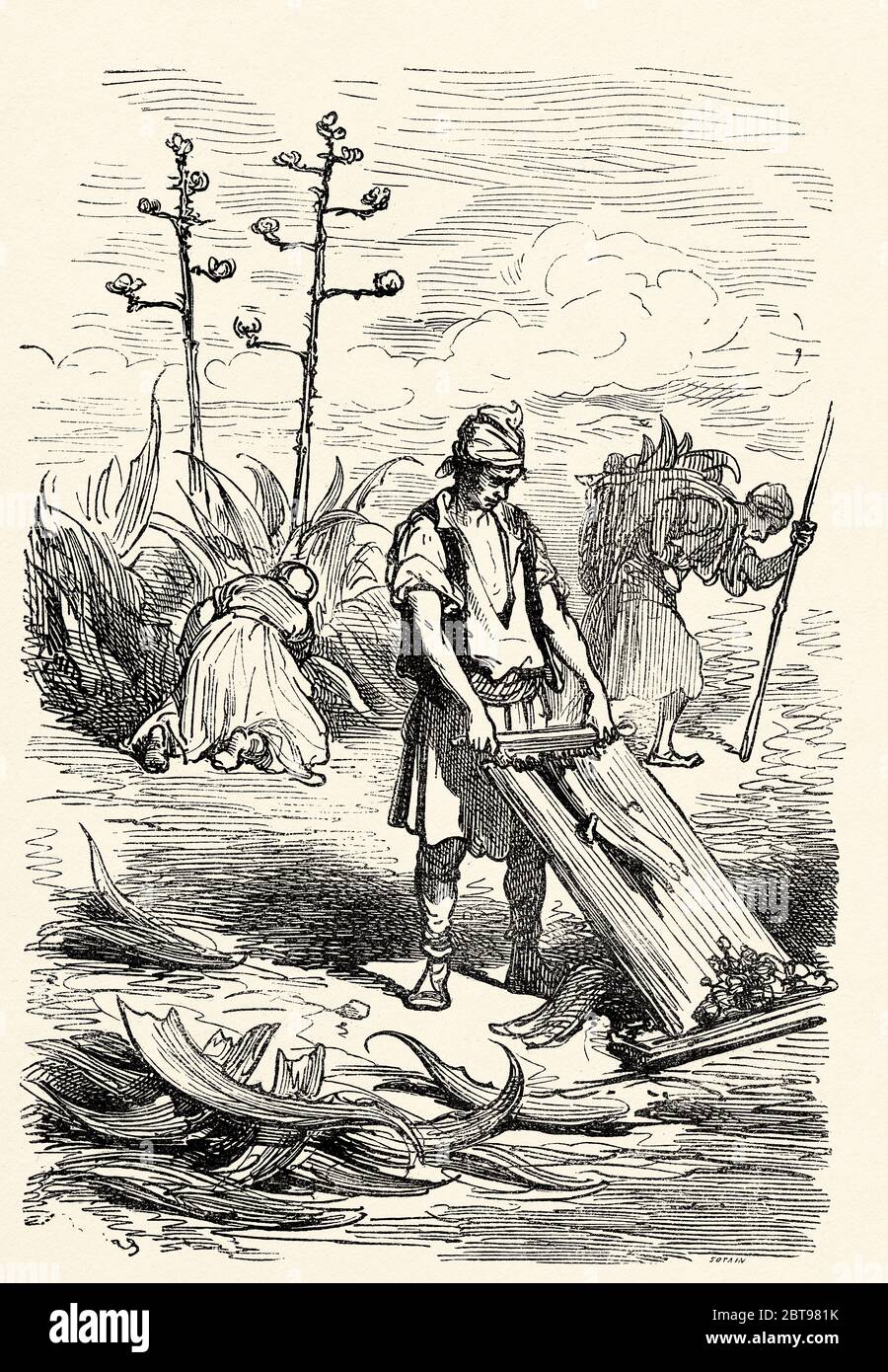 Traditional pita tree preparation at Valencia, Comunidad Valenciana ...