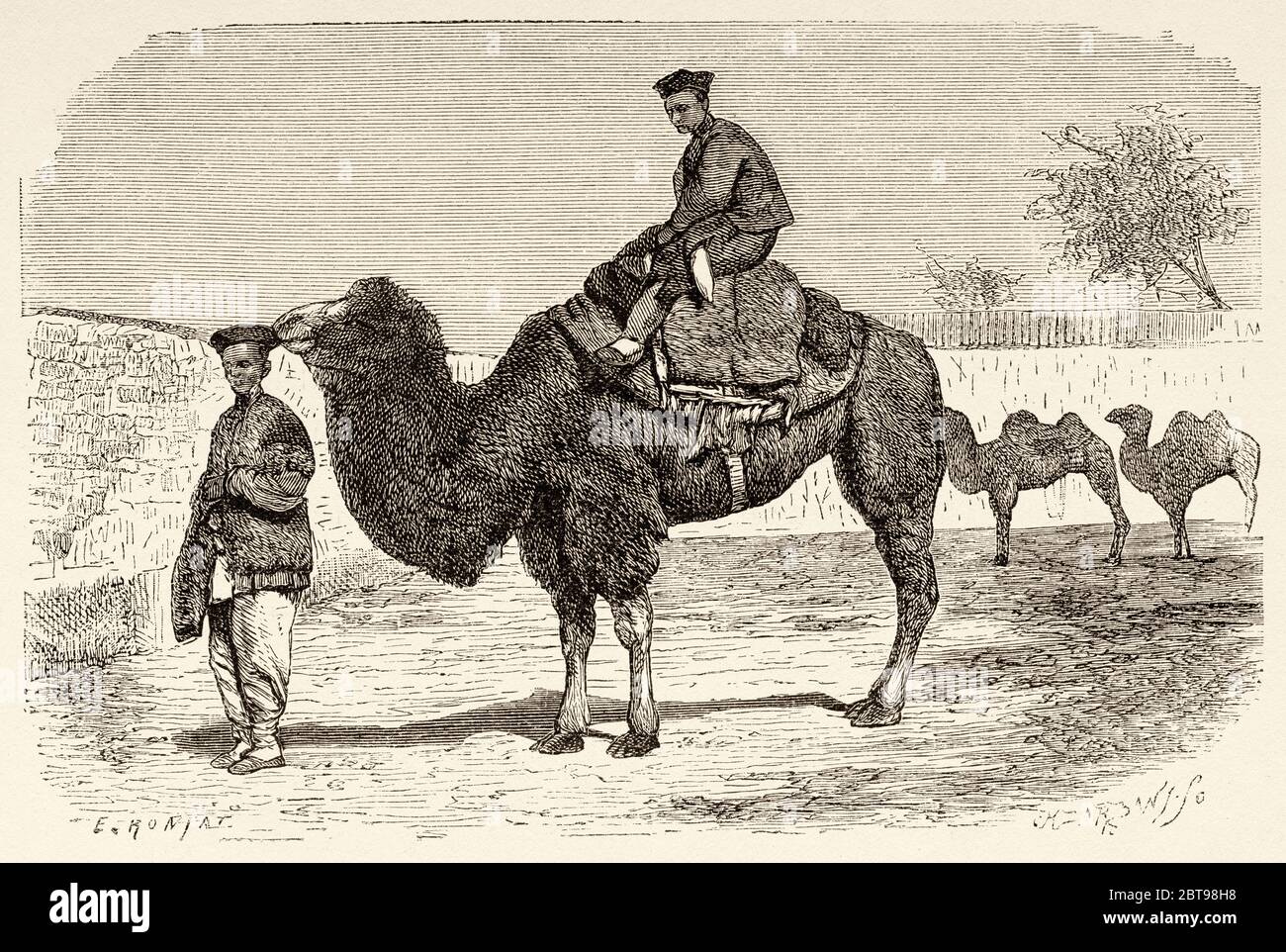 Northern China camel, China. Old 19th century engraved illustration ...