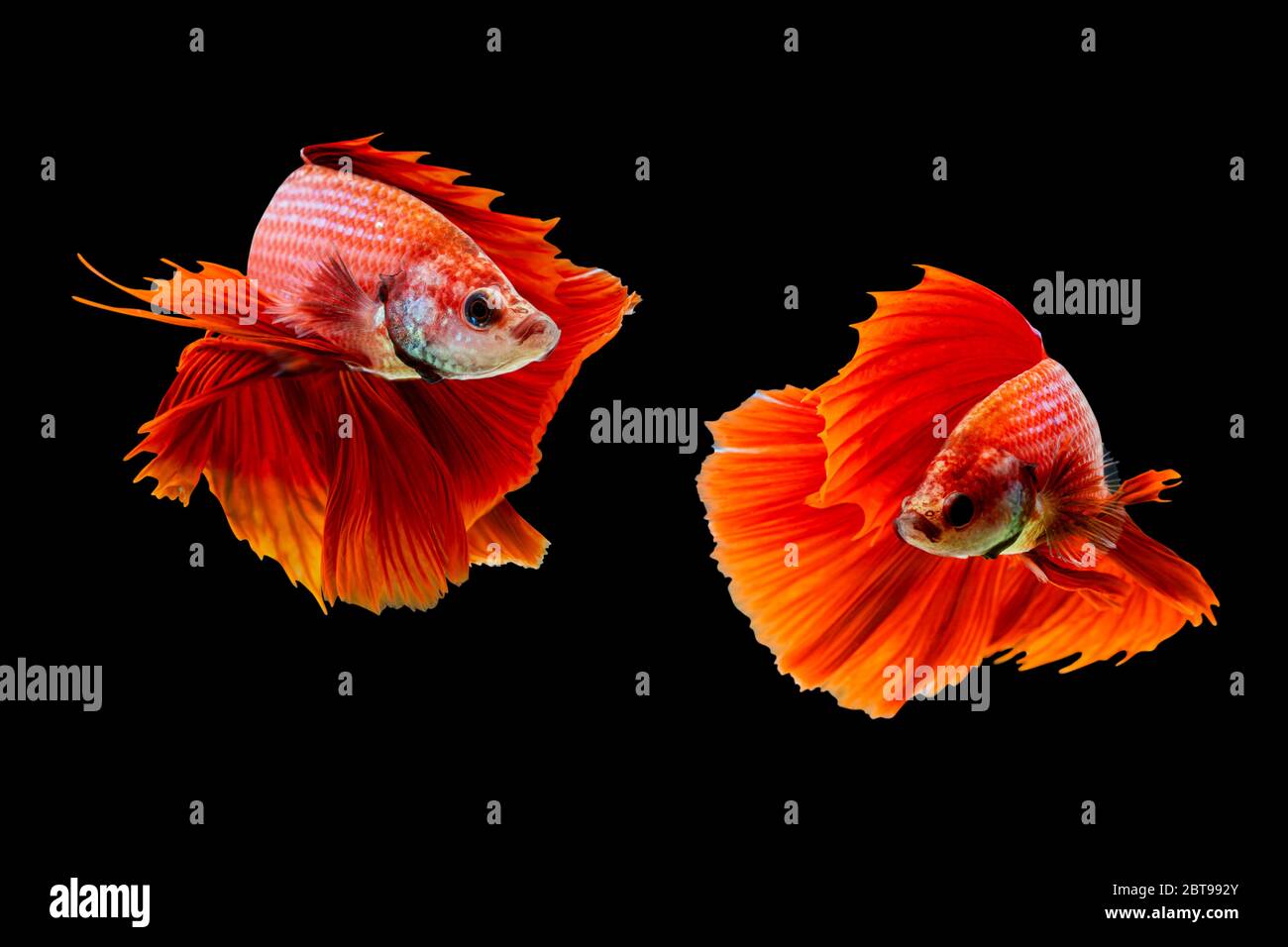 Red dragon fighting fish on black background Stock Photo - Alamy