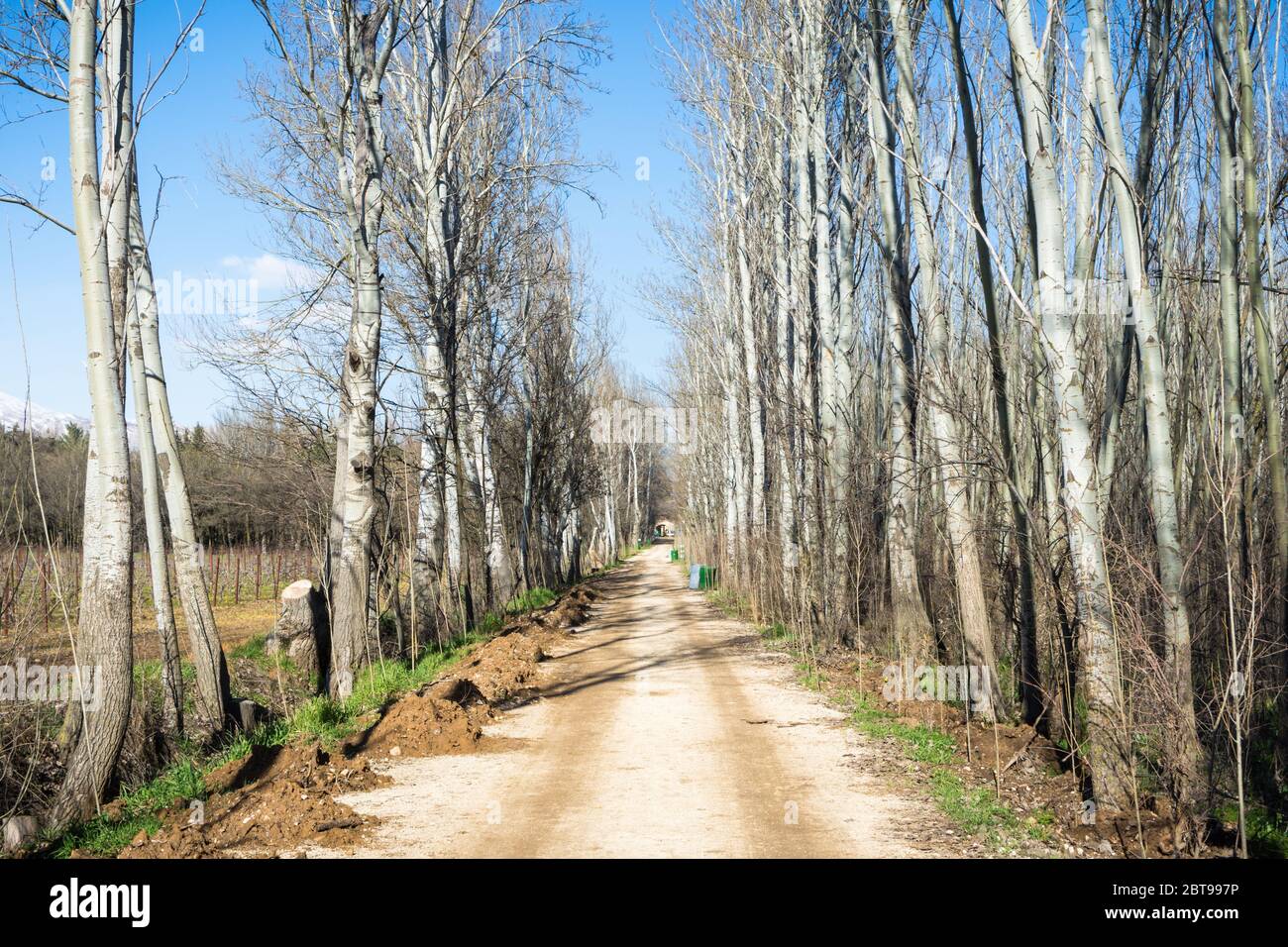 Road tall trees hi-res stock photography and images - Alamy