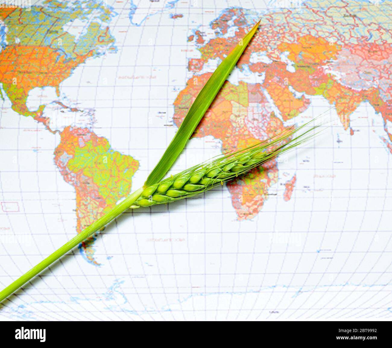 cereal plant ears on a printed world map Stock Photo - Alamy