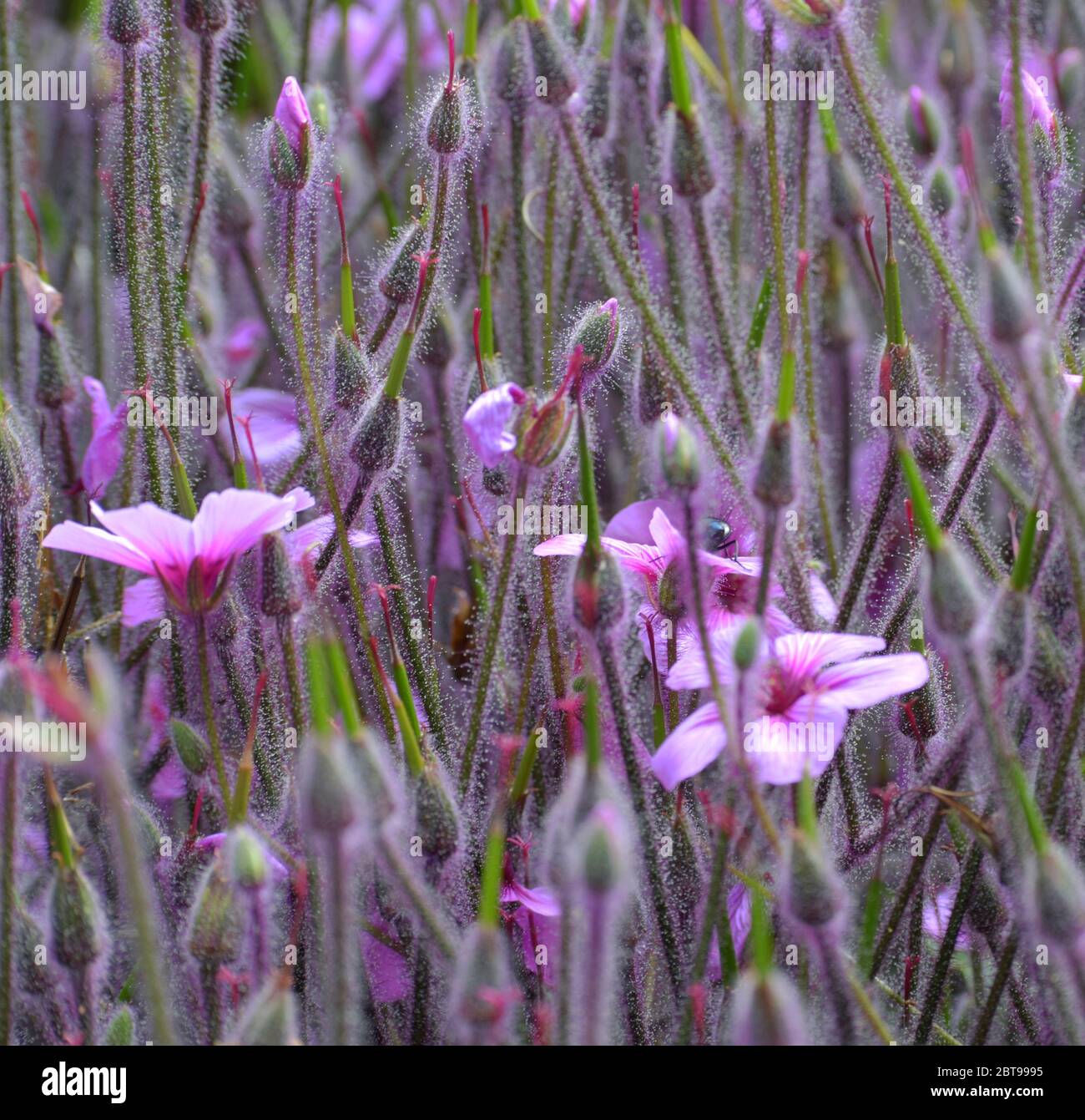 Giant Herb Robert (Geranium Maderense Stock Photo - Alamy