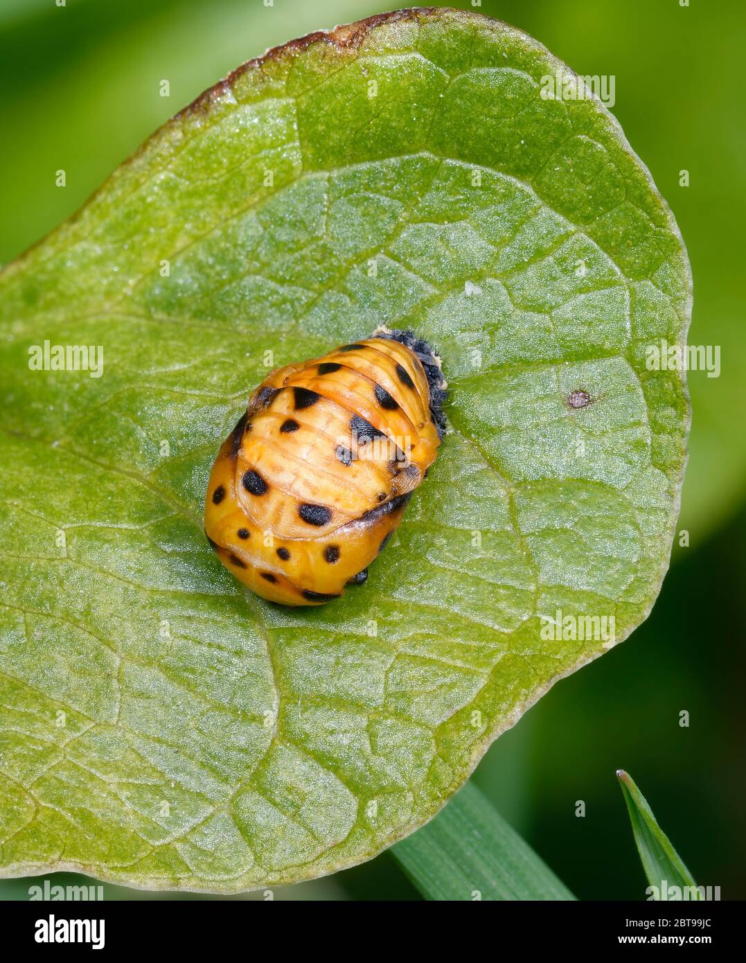 Beetle Pupa High Resolution Stock Photography and Images - Alamy