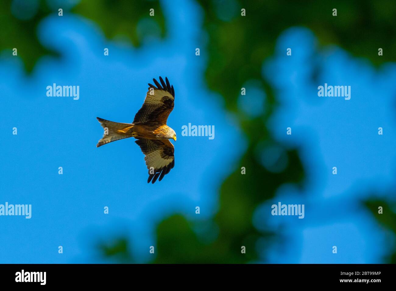 Red Kite over tree Stock Photo - Alamy
