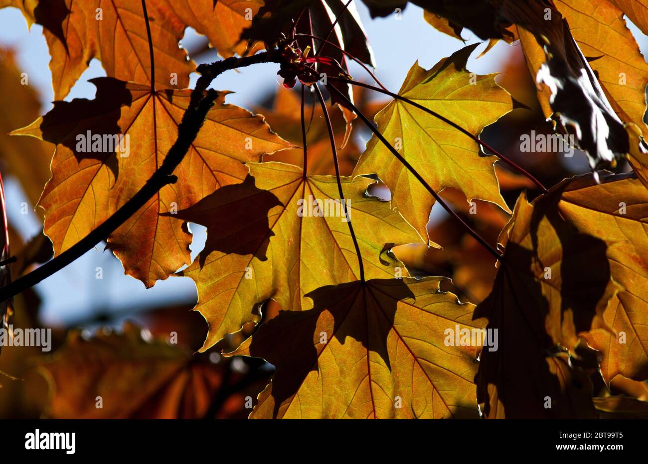 Burnished caramel hi-res stock photography and images - Alamy