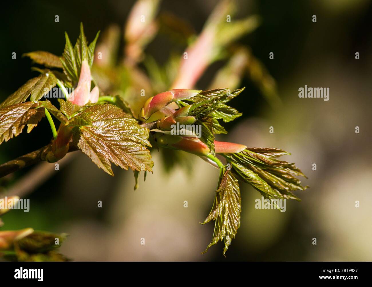 In early spring the first flush of leaves of the Sycamore is a pastel ...