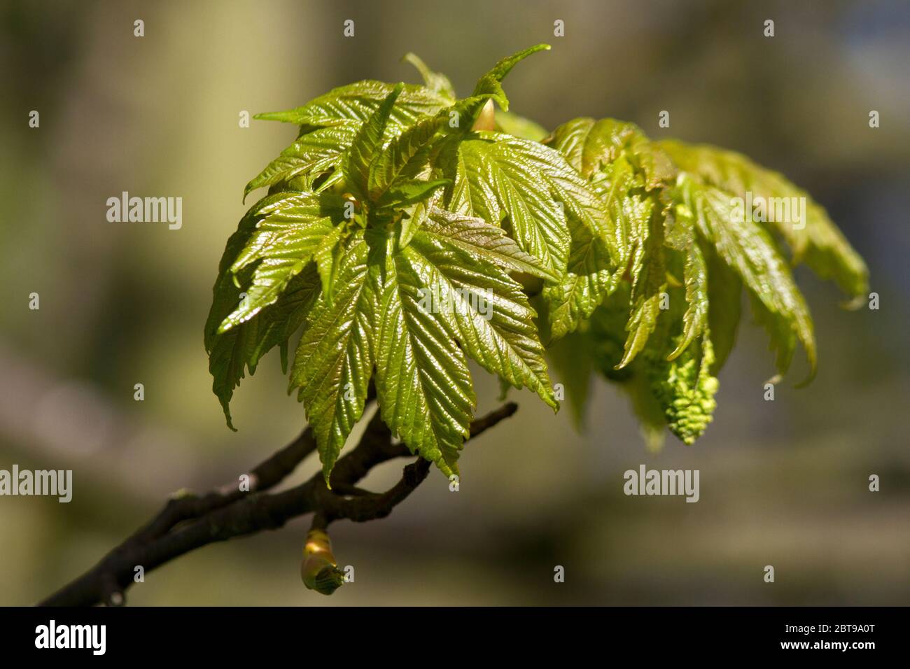 In early spring the first flush of leaves of the Sycamore is a pastel ...