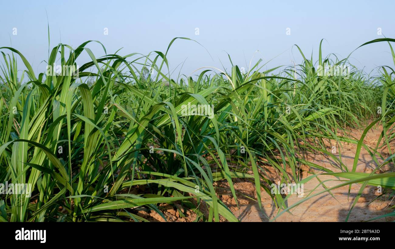 Sugar cane and ethanol plant hi-res stock photography and images - Alamy