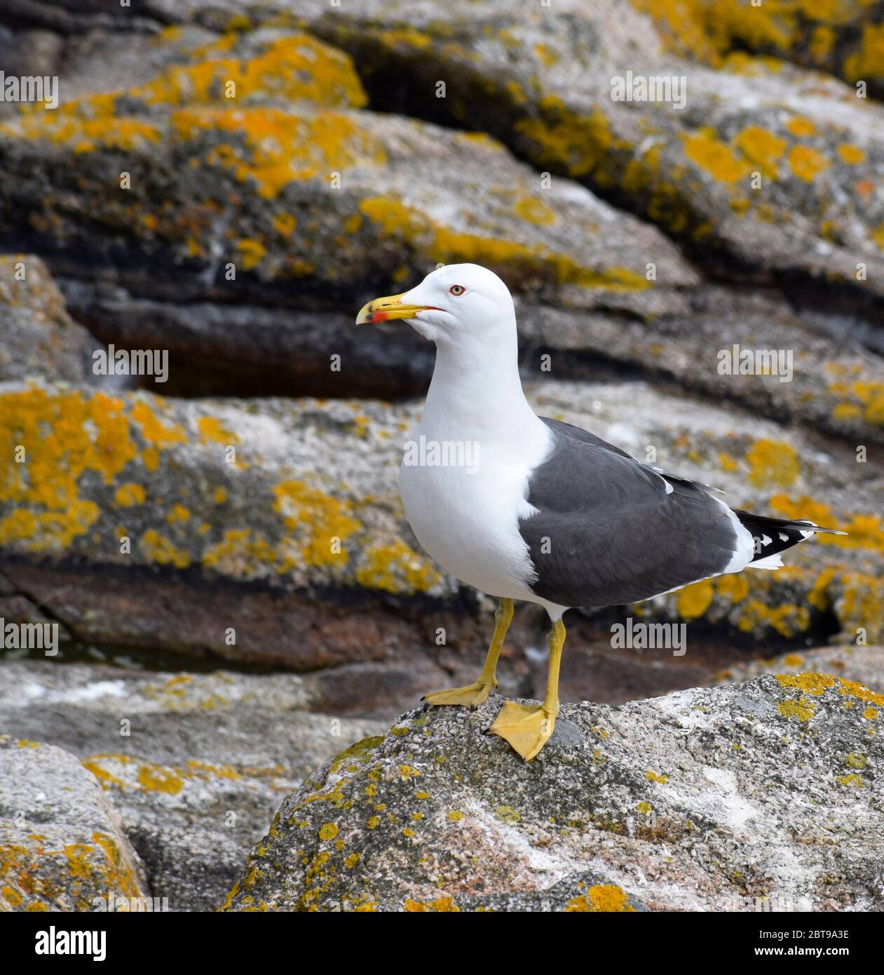 Dark black coastal rocks hi-res stock photography and images - Alamy