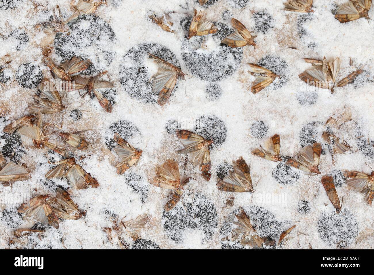 Indian flour moth hi-res stock photography and images - Alamy